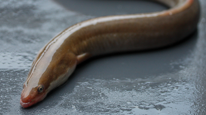 The Eel's Favourite Love Nest